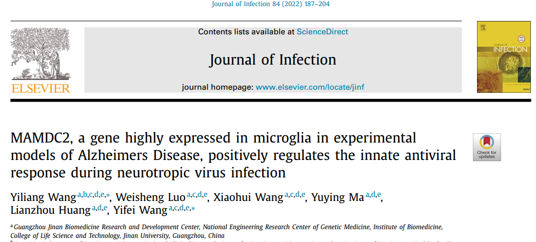 我院王一飞团队揭示阿尔茨海默病的小胶质细胞高表达基因MAMDC2调节嗜神经病毒感染诱导的抗病毒天然免疫反应